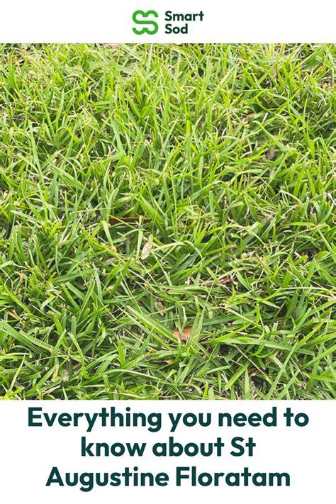 Everything You Need To Know About St Augustine Floratam Sod In Florida