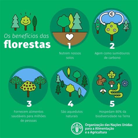 A importância da floresta para o futuro da humanidade