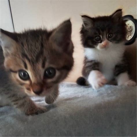 生後1ヶ月半の子猫の里親さん募集しています‼️うう男の子 やなべ地域猫 住吉町の猫の里親募集｜ジモティー