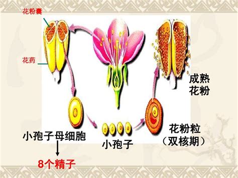 月季的花药离体培养 word文档在线阅读与下载 无忧文档