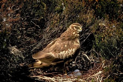 Hen Harrier Life