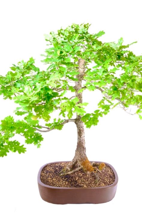English Oak Outdoor Bonsai A Woodland Masterpiece Uk