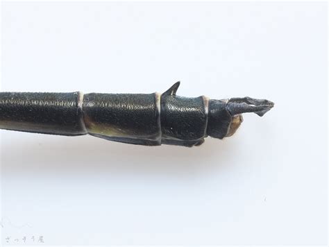 Rhipidolestes Yakusimensis