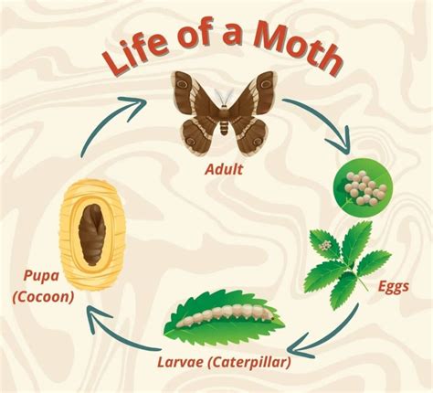 3 Tips To Identify Moth Eggs And Prevent Problems Inside And Out Pest Services