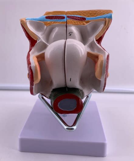 Detachable Female Reproductive System Anatomical Model