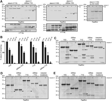 Modified Ataxin 3 Is Cleaved Less Efficient By Several Caspases A