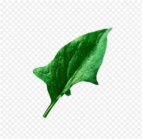 菠菜叶子PNG图片素材下载 图片编号9858259 PNG素材网