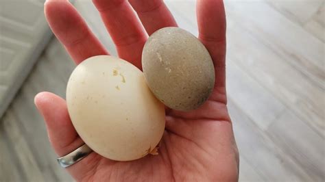 Duck Eggs Vs Chicken Eggs A Comparative Analysis