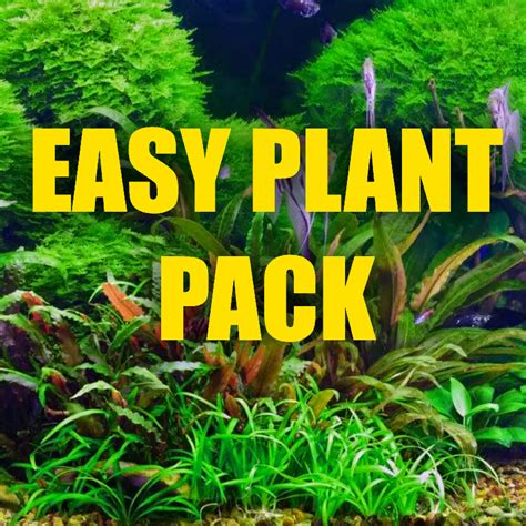 Aquarium Plant Beginners Pack Easy Aquarium Plants For Beginners For