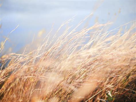 A Field With Dry Tall Grass · Free Photo From Uaha Images On Fonwall