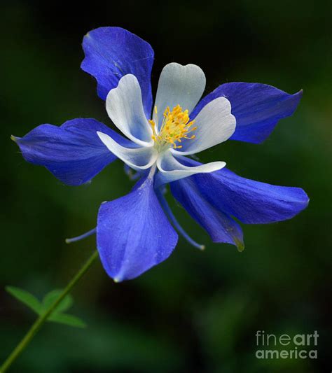 Clip Art Columbine Flower