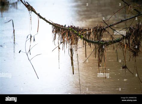 Immerse Yourself In The Tranquil Beauty Of A River Winding Through Rain