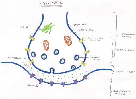Simple Synapse Diagram