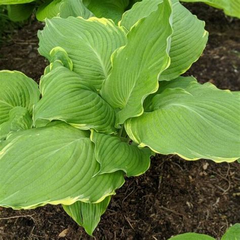Large Hostas On The Bluff
