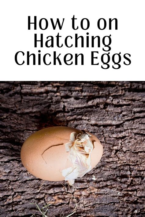 How To On Hatching Chicken Eggs Artofit