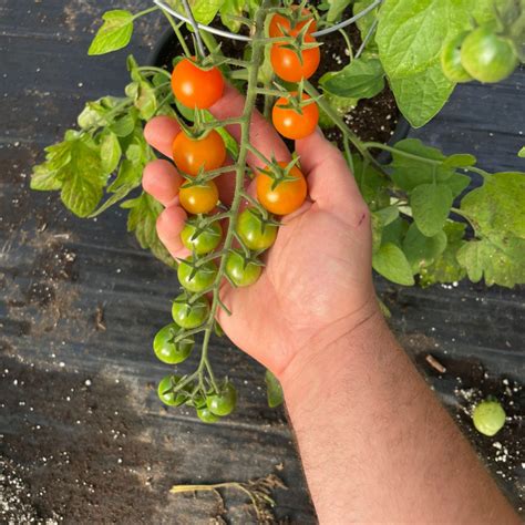 Tomatoes Rapunzel Cherry 4 Pot Greenhouse To Garden