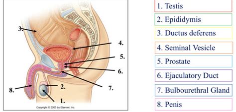 Male Reproductive Histology Flashcards Quizlet
