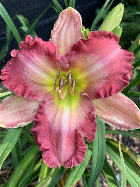 Bored Housewife — Blue Barn Daylilies