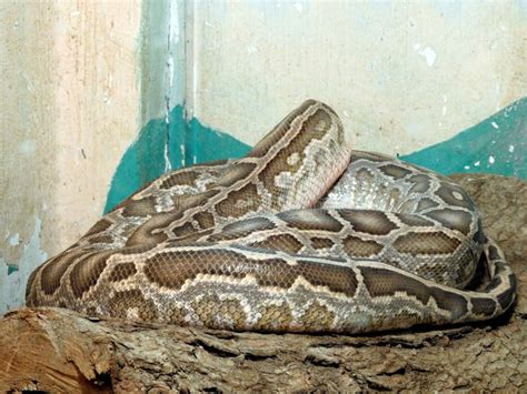 The Indian Python Python Molurus Native To Tropical And Subtropical
