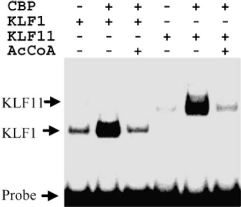 Figure 3 From Functional Interplay Between CBP And PCAF In Acetylation
