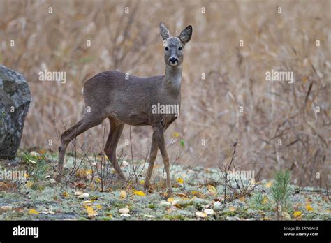 Roe Deer Yearling In A Swedish Forest Between Reindeer Lichen European