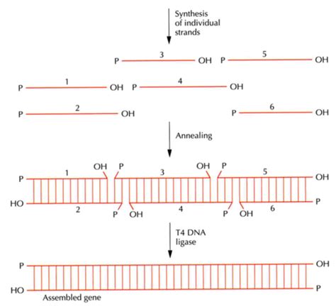 Chapter 5 Genetic Linage And Mapping In Eukaryotes Flashcards Quizlet