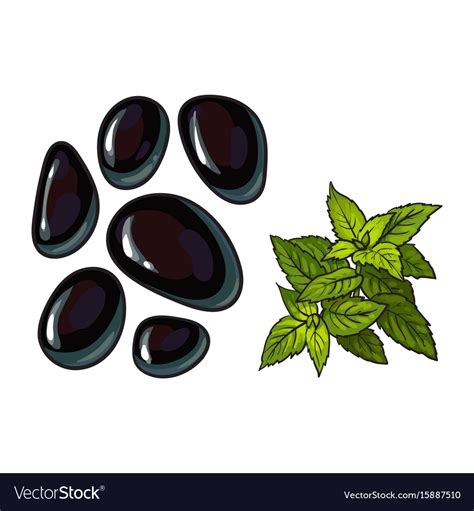Black Basalt Massage Stones And Mint Leaves Spa Vector Image