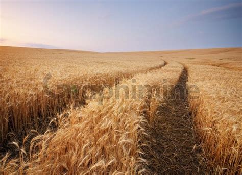 تصویر استوک گندم زار مزرعه دانلود عکس استوک گندم زار مزرعه