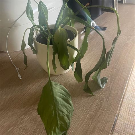 How To Speed Up Root Regrowth