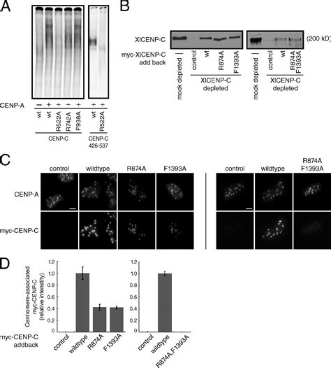 Figure 1 From Dual Recognition Of Cenp A Nucleosomes Is Required For