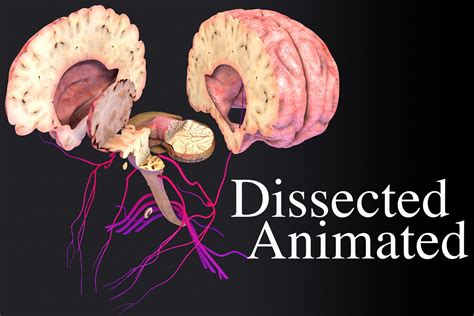 Brain Dissection Animated 3d Characters Unity Asset Store