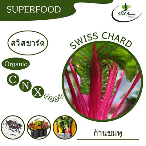 สวิสชาร์ด ก้านชมพู Cnx Farm Thailand Thaipick
