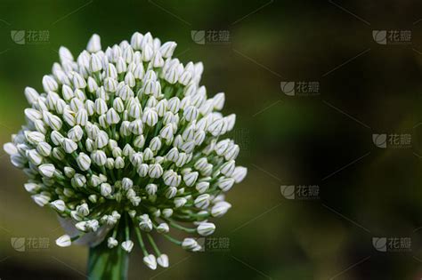 花园里的白色大洋葱花