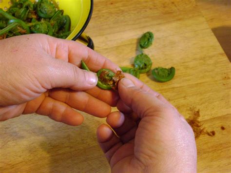 Fiddlehead Ferns Our Tiny Homestead
