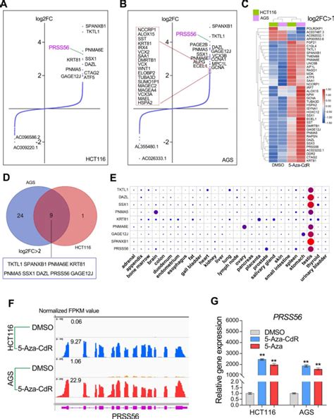 Serine Protease Prss56 A Novel Cancer Testis Antigen Activated By Dna Hypomethylation Promotes