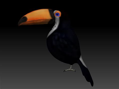 Toco Toucan Model Robyn Pennypacker