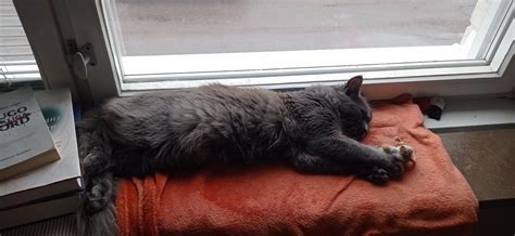 Loooooong Loooong Cat Rcats