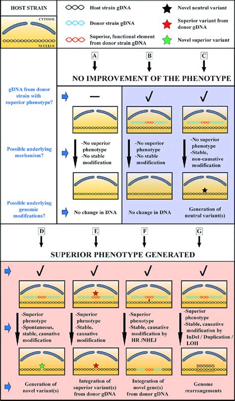Schematic Overview Of Possible Scenarios For Generation Of Mutant