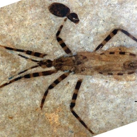 Tag Assassin Bugs Ars Technica
