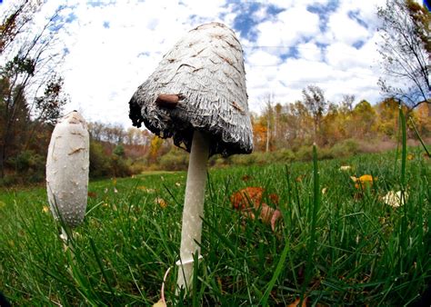 Poisonous Wild Mushrooms Identification