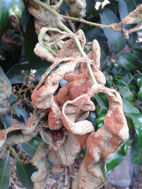 Forum Lychee Tree