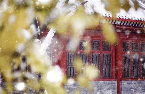 Snow Photos The Quiet Campus Ground And Trees Are Covered With Thick