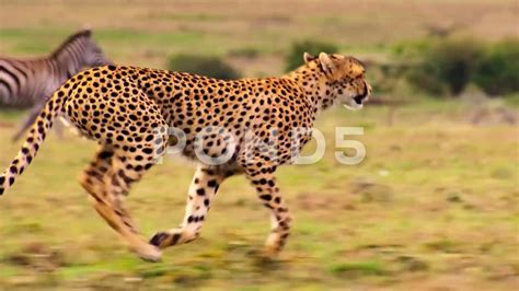 Cheetah Running Side View