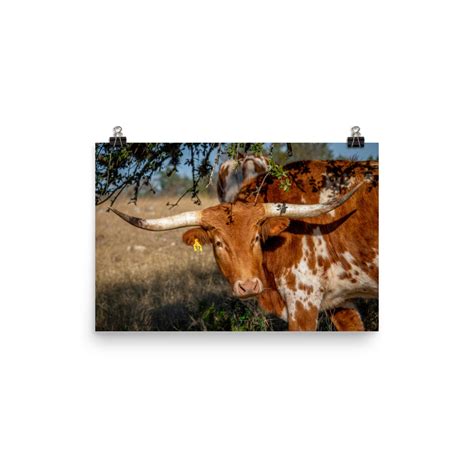 Longhorn Cattle Western Print Nature Art Decor And More