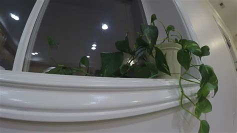 Pathos Plant Perks Up In Sunlight Album On Imgur