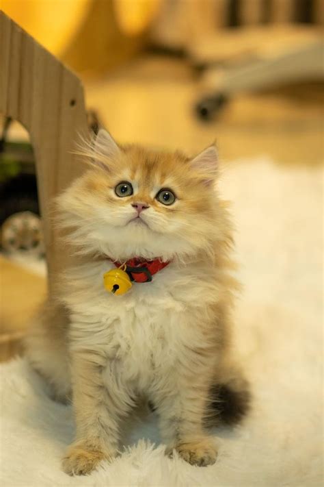 เด็กชายบริติช ลองแฮร์ Ennxo