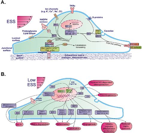Figure 2 From Risk Stratification Of Coronary Plaques Using Physiologic