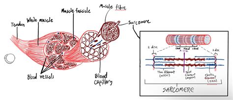 Cardiac Muscle Diagram Simple