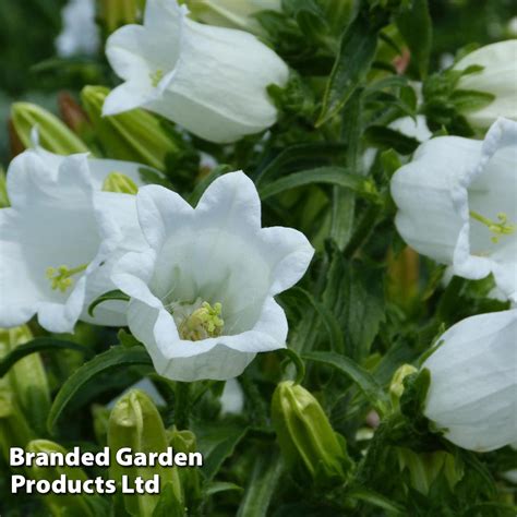 Campanula Medium White