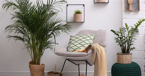 Las plantas que debes tener en tu casa según el mes en que naciste Da